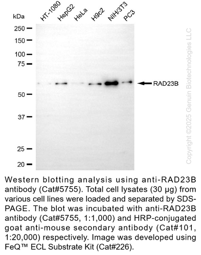 Anti-RAD23B Mouse Monoclonal Ab #5755 | GenuIN Biotech
