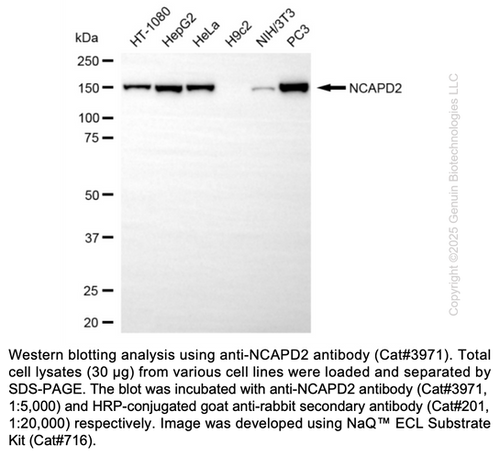 Anti-Non-SMC Condensin I Complex Subunit D2 Rabbit Monoclonal Ab #3971 ...