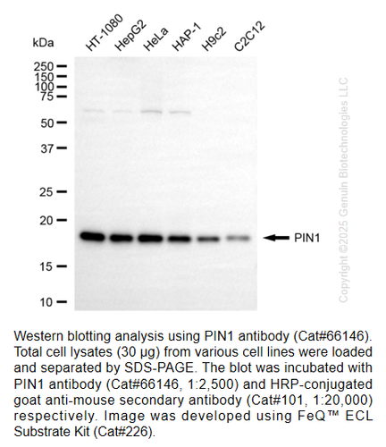 KD-Validated PIN1 Mouse mAb #66146 | GenuIN Biotech