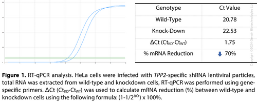 Human TPP2 Knockdown Cell Line (WB-Validated) #C62643 | GenuIN Biotech