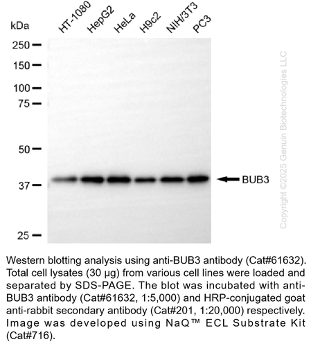 KD-Validated Anti-BUB3 Mitotic Checkpoint Protein Rabbit mAb #61632 ...