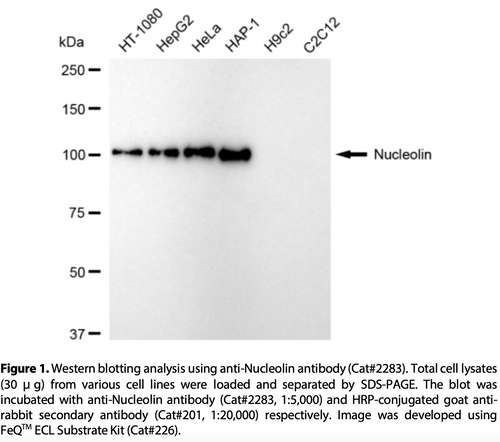 Anti-Nucleolin Rabbit Monoclonal Ab#2283 | GenuIN Biotech