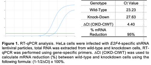 WB-Validated E2F4 Lentiviral shRNA Knockdown Kit#V63375 | GenuIN Biotech