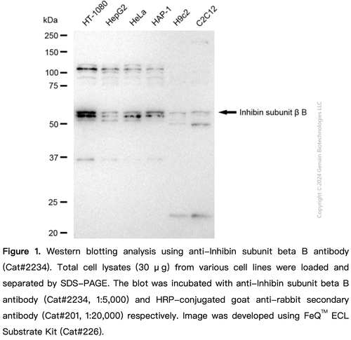 Anti-Inhibin Subunit Beta B Rabbit mAb #2234 | GenuIN Biotech