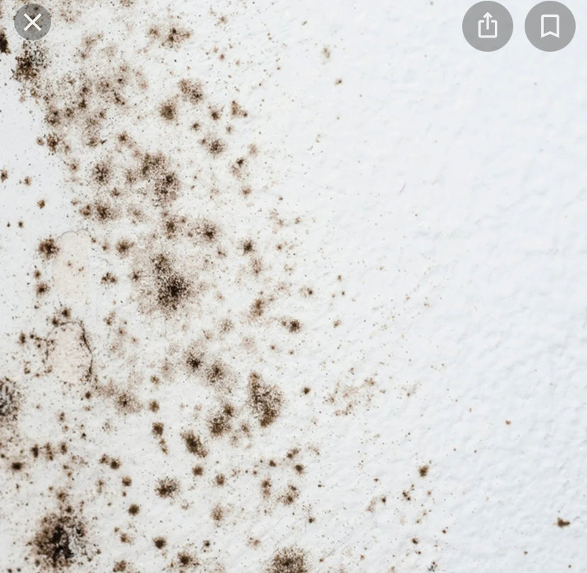 How to avoid mold
