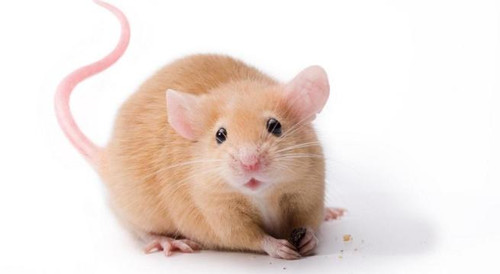 Raton Arabe | Oficial