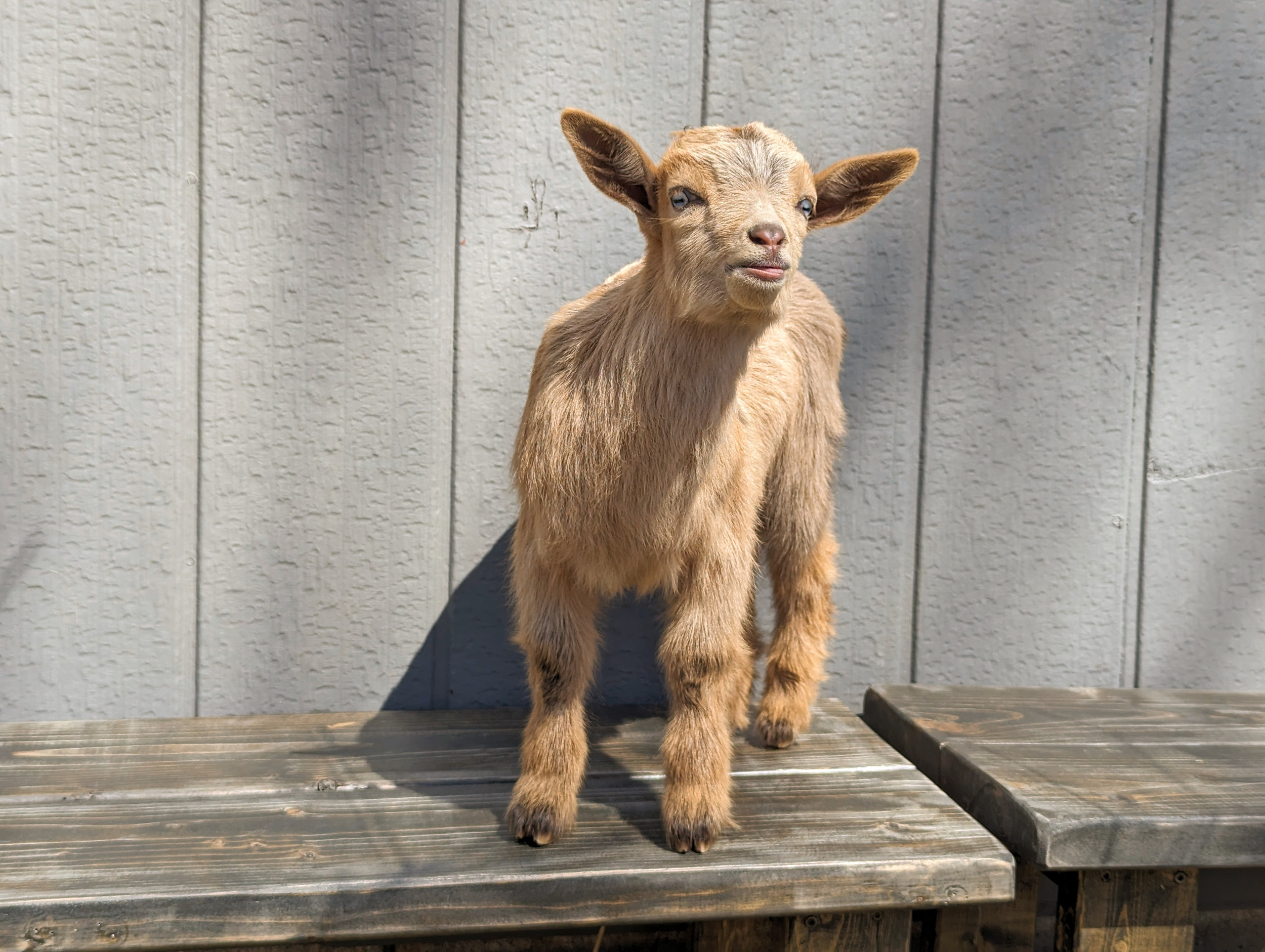 Goat Events | Blazing Bear Homestead in Peshtigo WI