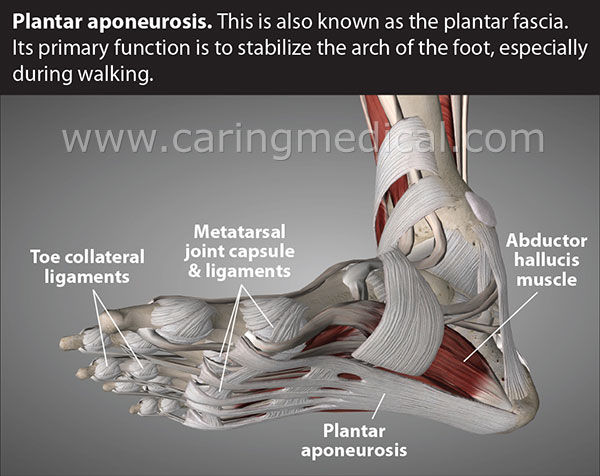 What is Plantar Fascia?