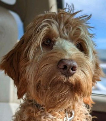 Our Dogs | Colorado Labradoodle