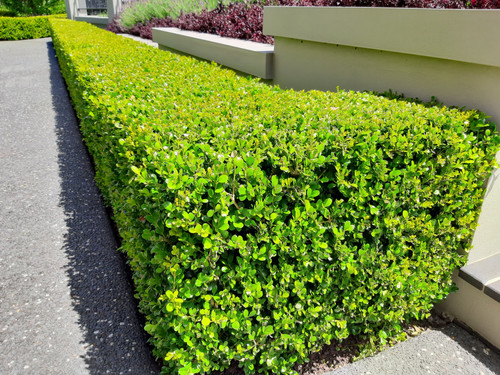 Buxus Japonica 'Japanese Box' | Redgum Nursery