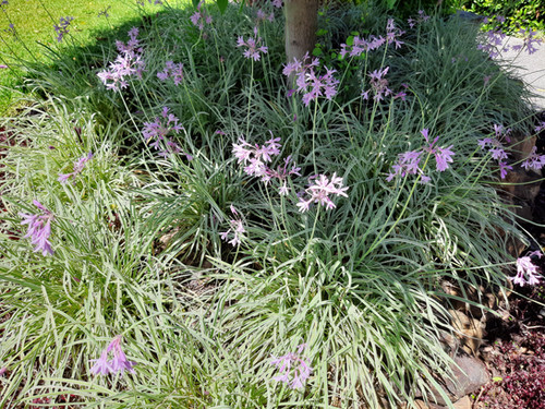 Society Garlic (Variegated) | Redgum Nursery