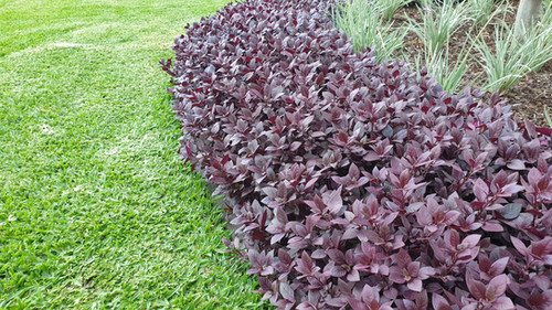 'Red Ruby' Alternanthera Dentata | Redgum Nursery
