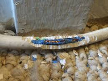 Signs of a Rodent Infestation