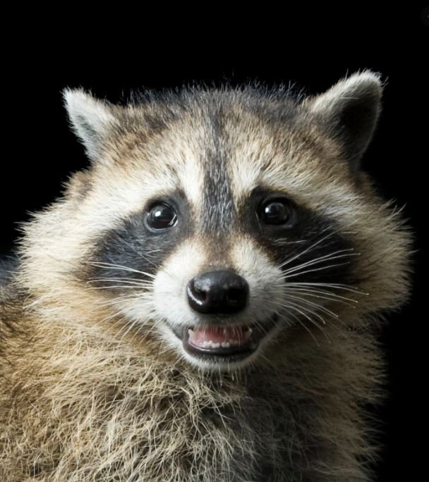 Listening for Raccoon Sounds