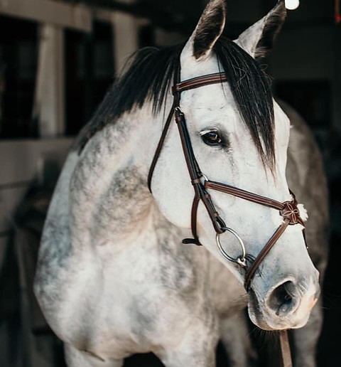 Hawk on the Wing (Zara) | BJM Farms