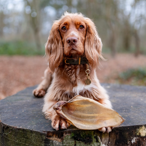 Buffalo Ear | Buddy's Bites UK