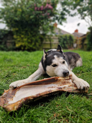 Giant Cow Shoulder with Moon Bone | Buddy's Bites UK