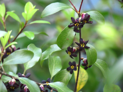 Pittosporum tenuifolium - Kohuhu | NgatakiNativePlants