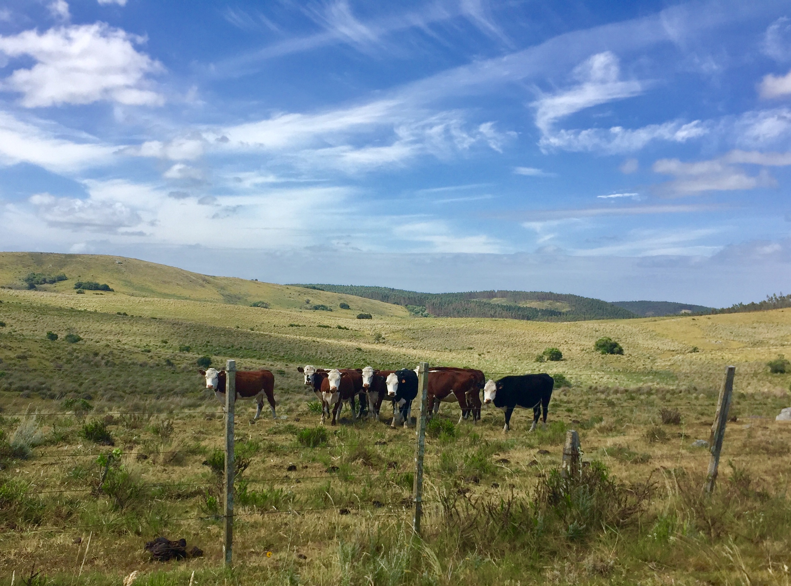 Travel Photo Gallery: Uruguay - Revolution Landscape
