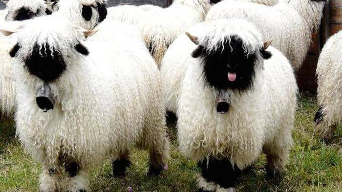 The History of Sheep and Wool: 13 Facts