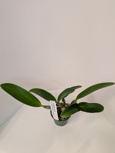 C. Little Dipper 'Sato 4n' x C. Rosie's Surprise 'Crestwood' | We Luv ...