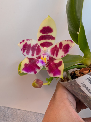 Phal. Yang Yang Super Hannover "Willson" | We Luv Orchids Orchids ...