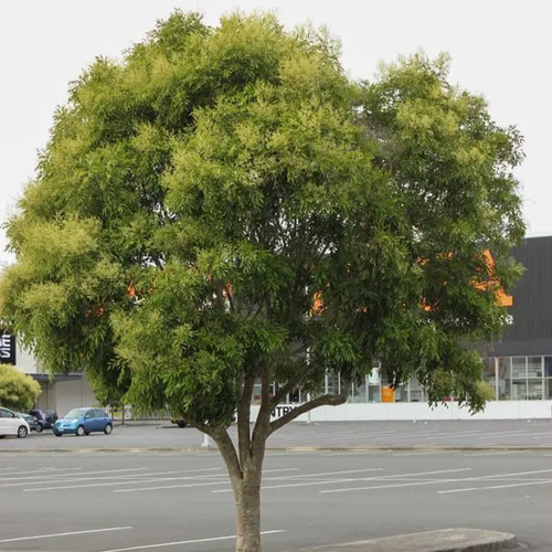 FRAXINUS GRIFFITHII (EVERGREEN ASH) | Town & Country Nursery Garden Centre