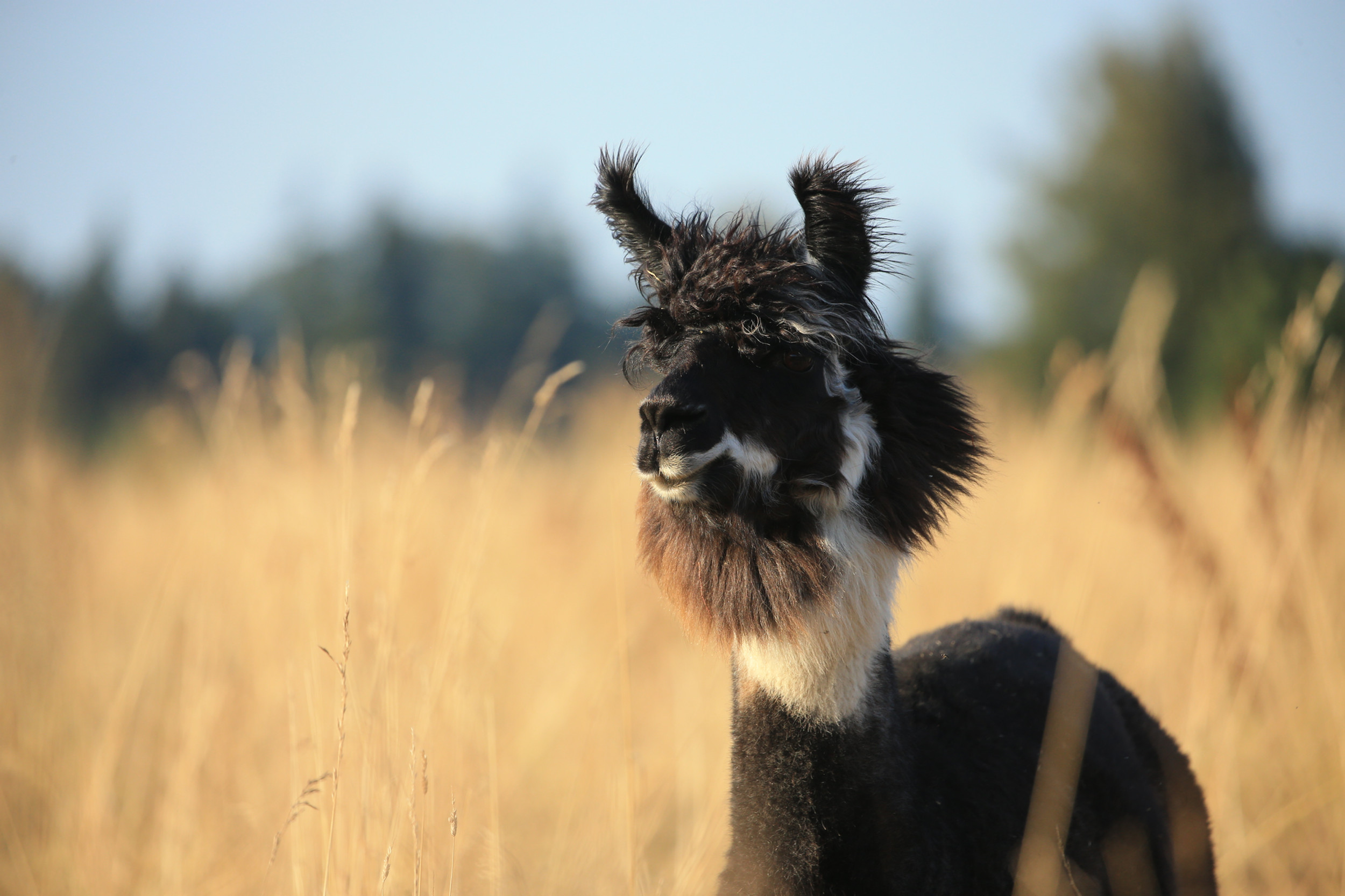 STOCK AVAILABILITY | Sundance LB Stock Farm