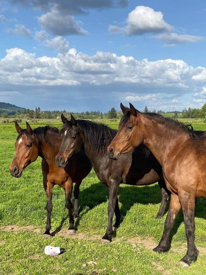 STRAIGHT BABSON ARABIANS STALLIONS | Sundance Lb Stock Farm