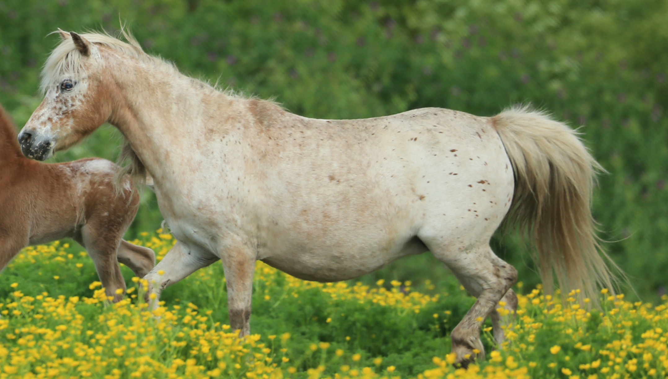 2023 LIVE AUCTION | Sundance LB Stock Farm