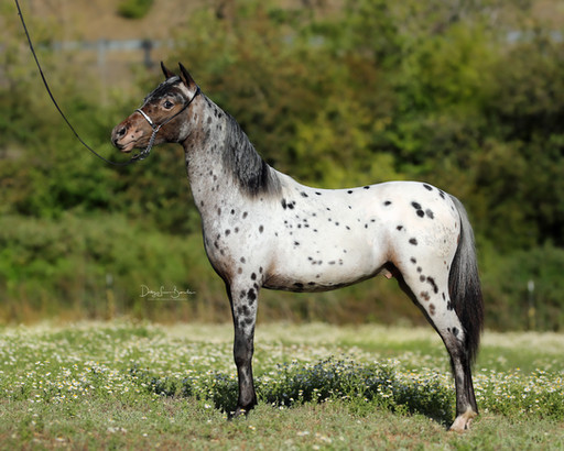 MINI APPALOOSAS | Sundance LB Stock Farm