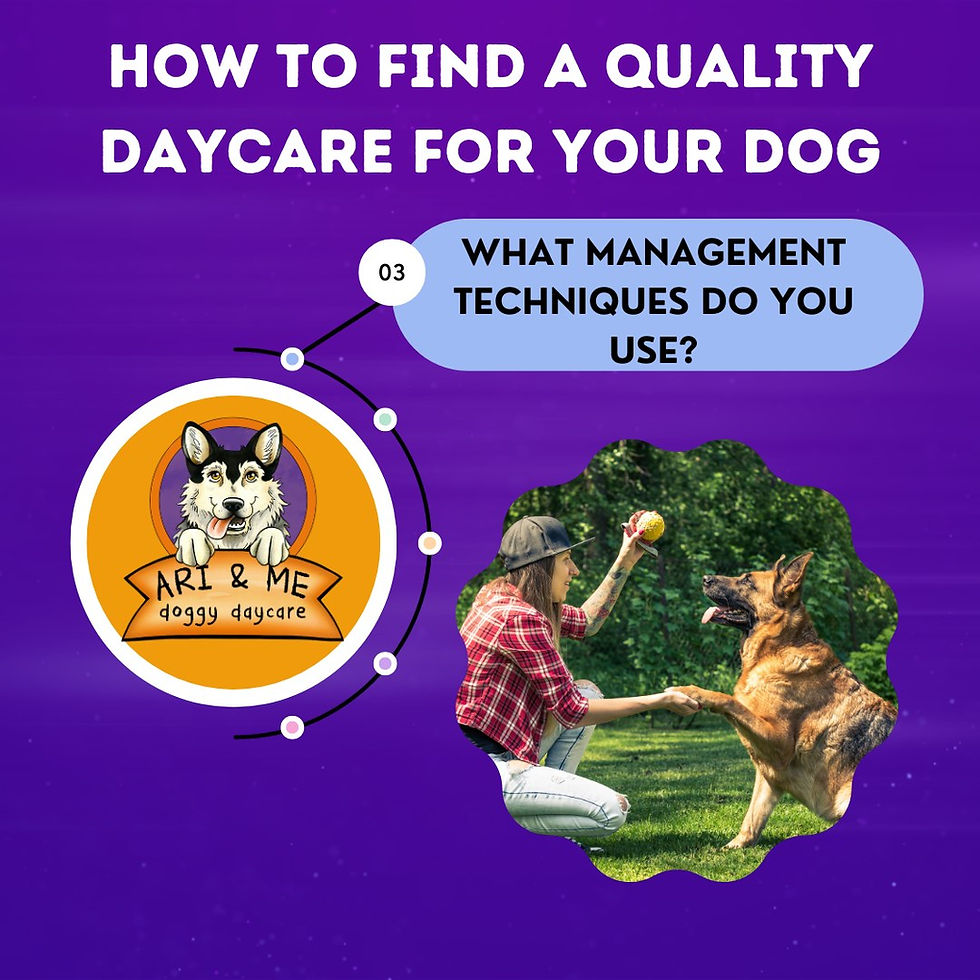 Management Techniques at Doggy Daycare