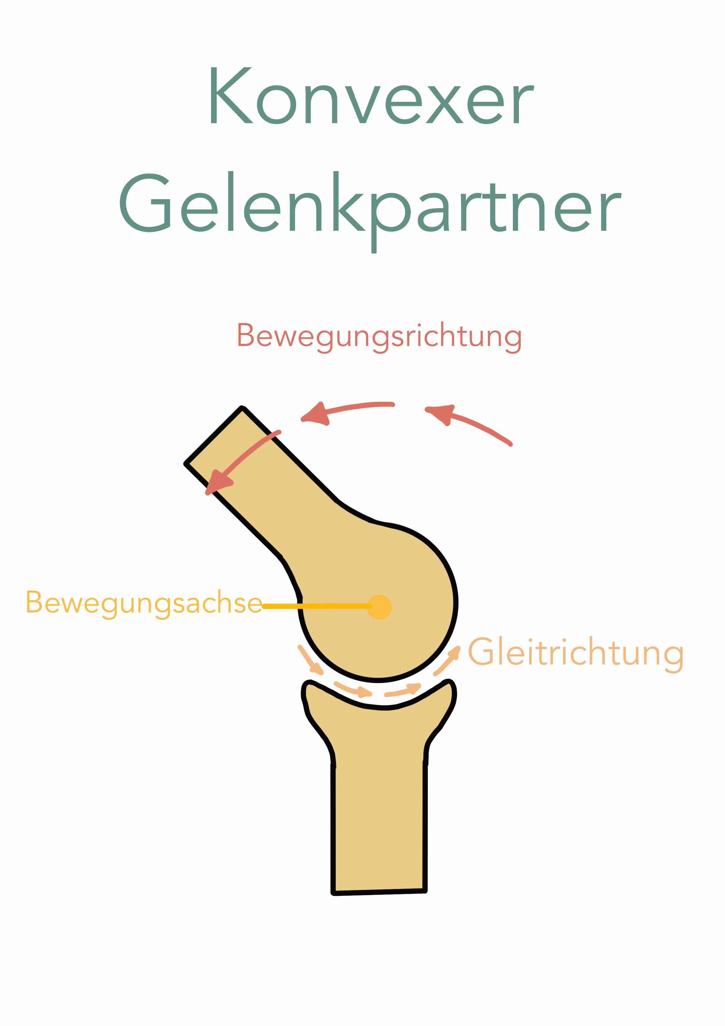 Grundlagen Arthrologie