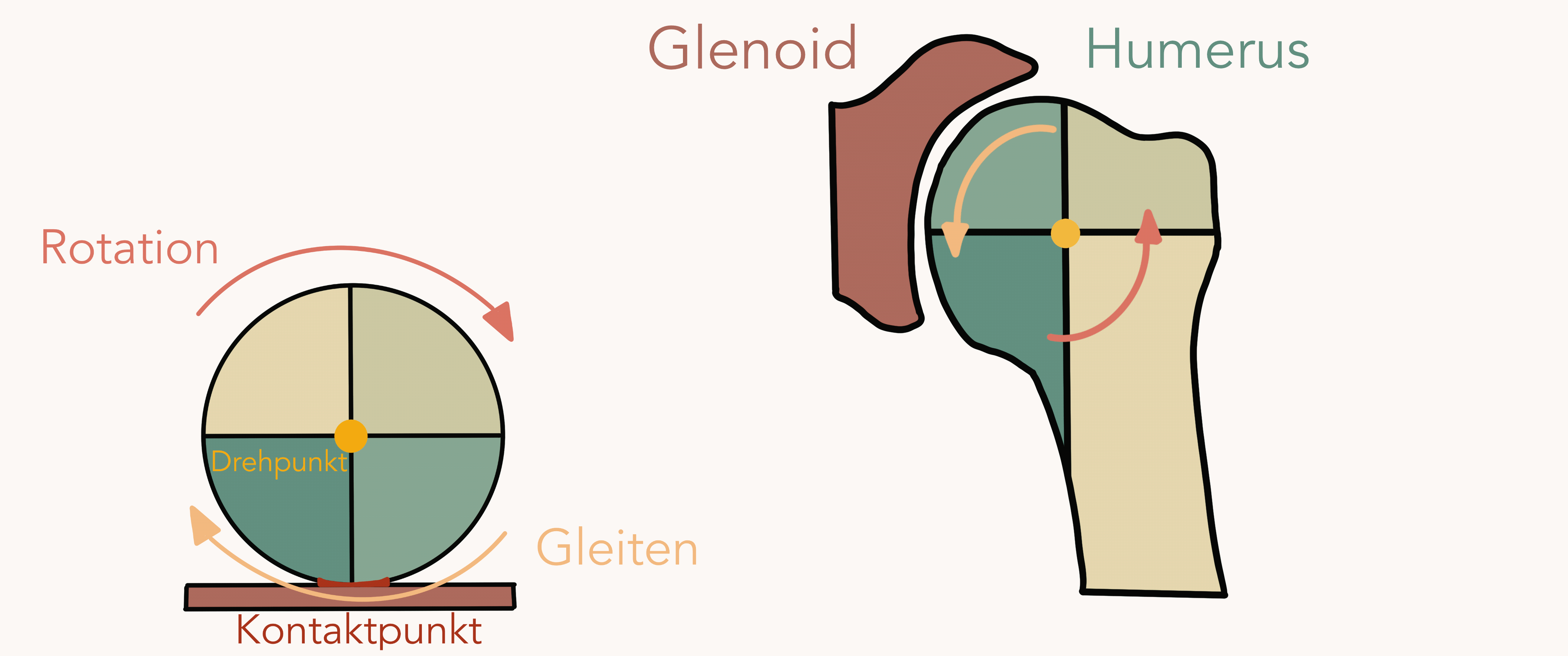 Grundlagen Arthrologie