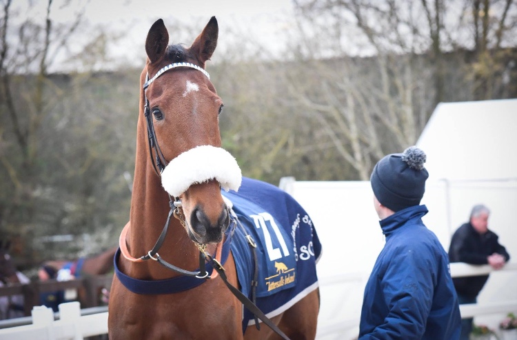 Gallery | skehanaghstables