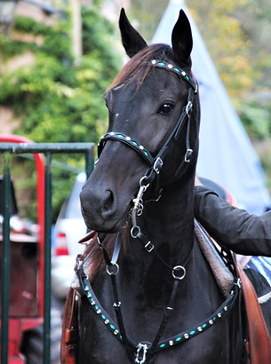 Speed Racking Horses