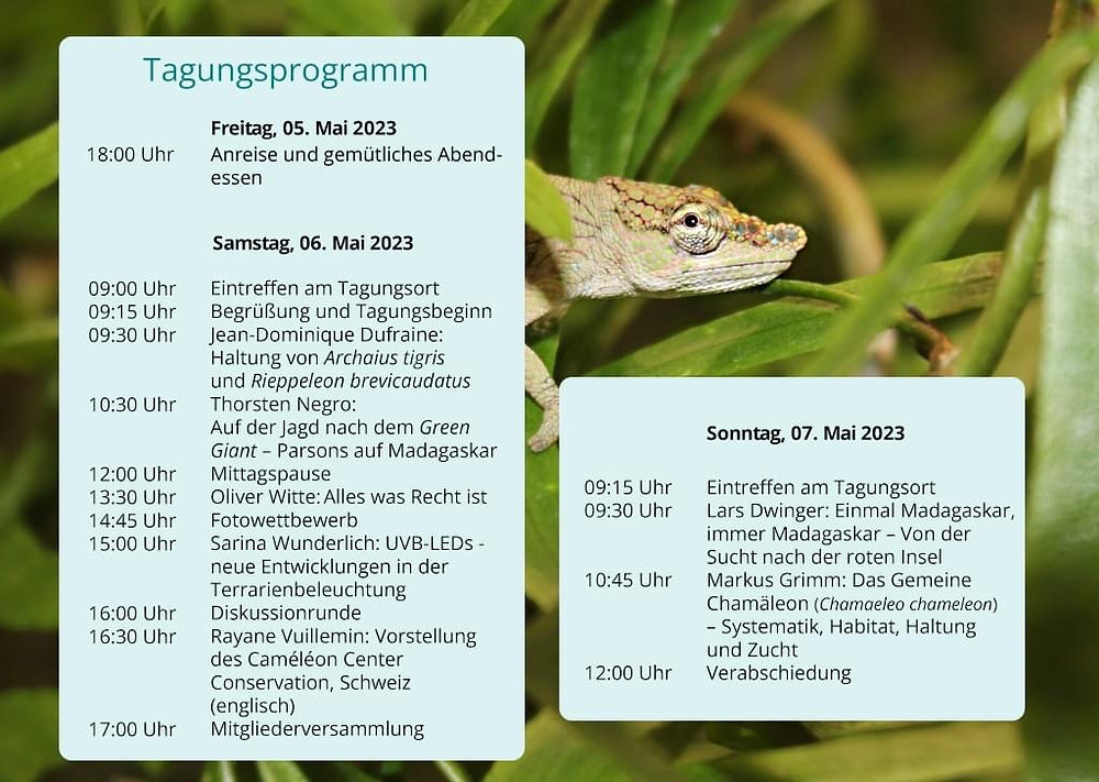 AG Chamaeleons in der DGHT 2023