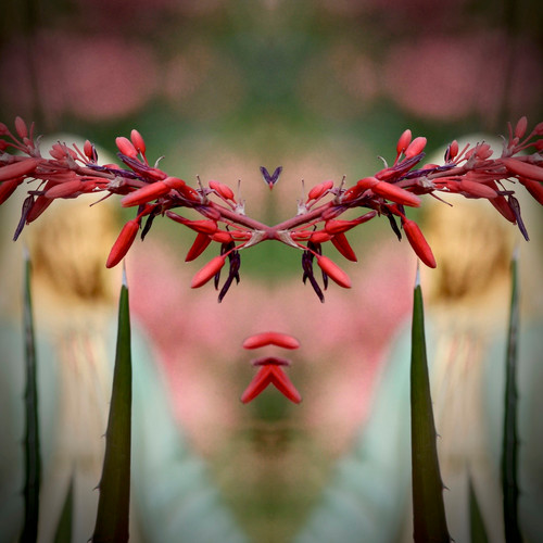 Daniel Prendergast, Dark Heart, Scarlett Crown | DesertMuseumArts.com