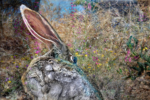 Antelope Jack Rabbit | DesertMuseumArts.com