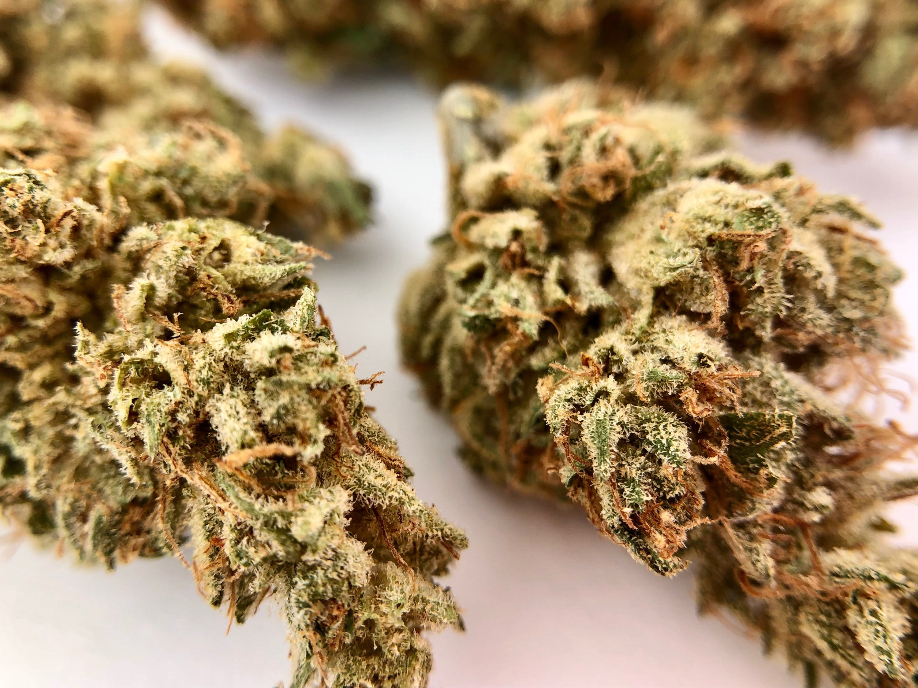 Ganja Club | Siam Ganja