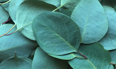 Ramona's Naturals|Ramona Naturals|ramonasnaturals|Ramona|natural