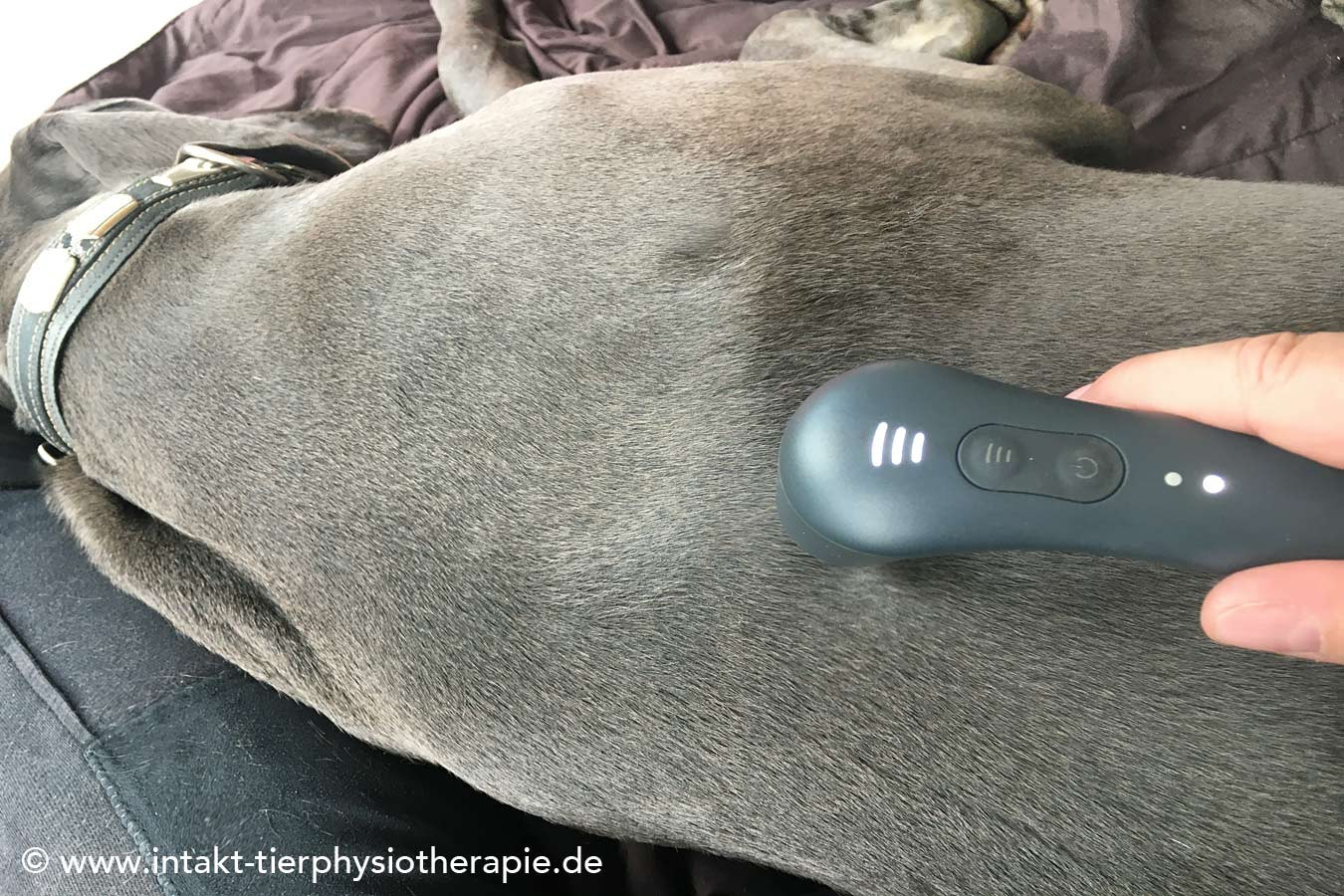 SCHALLWELLENTHERAPIE NOVAFON | tierphysiotherapie