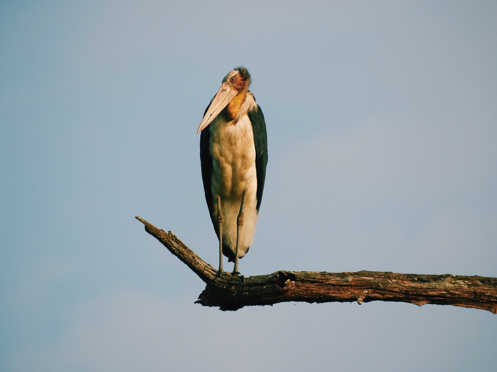 The Giant Storks of Assam