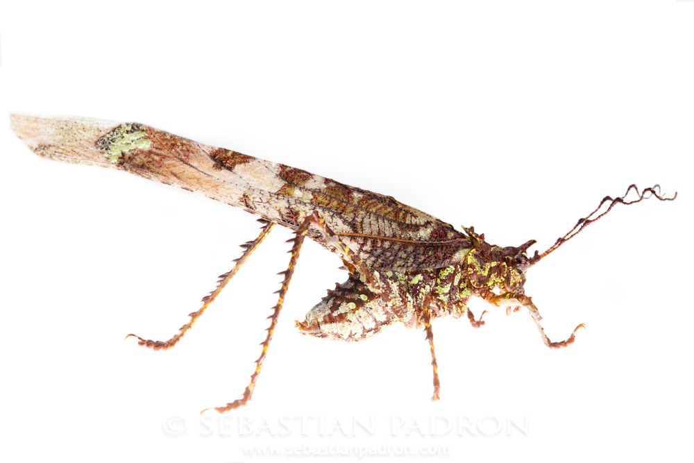 Otros insectos | sebastianpadron