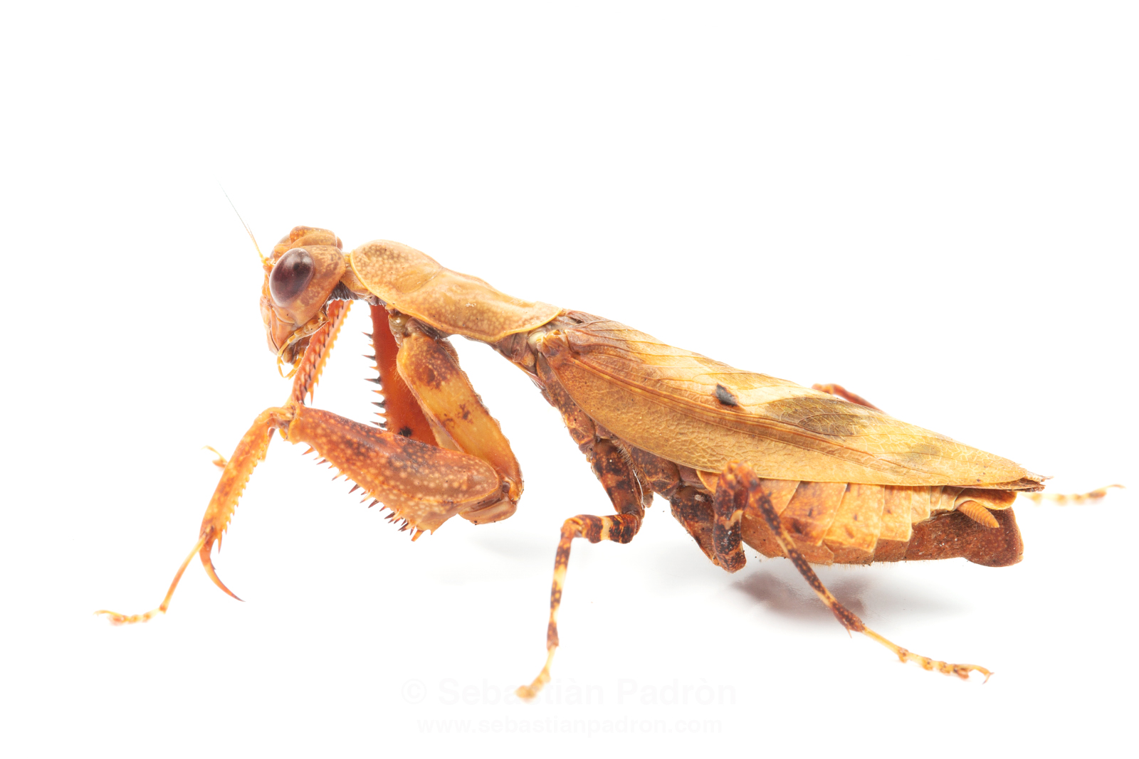 Otros insectos | sebastianpadron