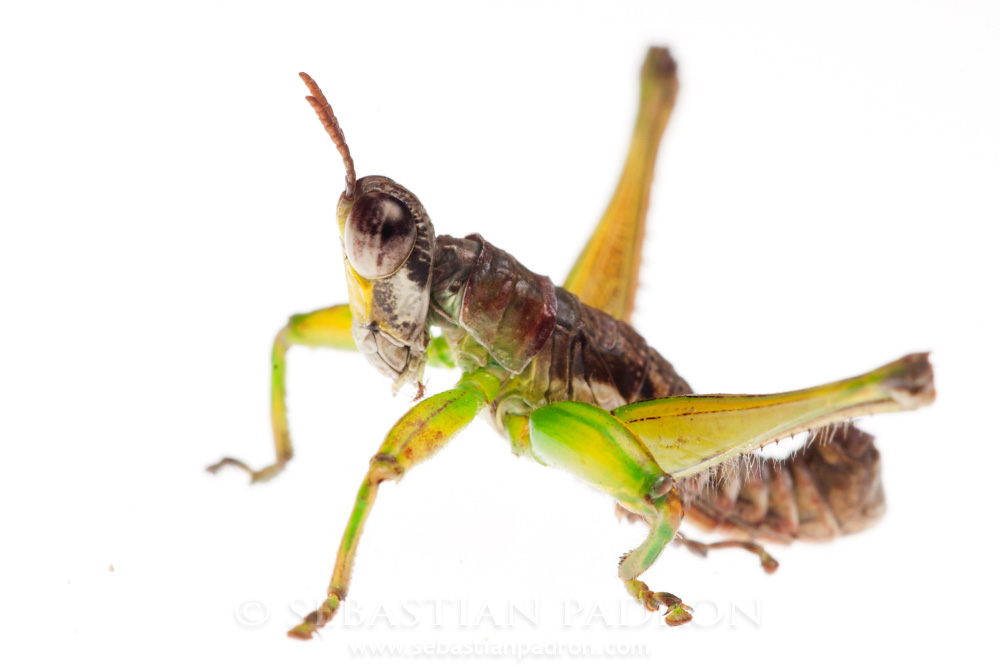 Otros insectos | sebastianpadron