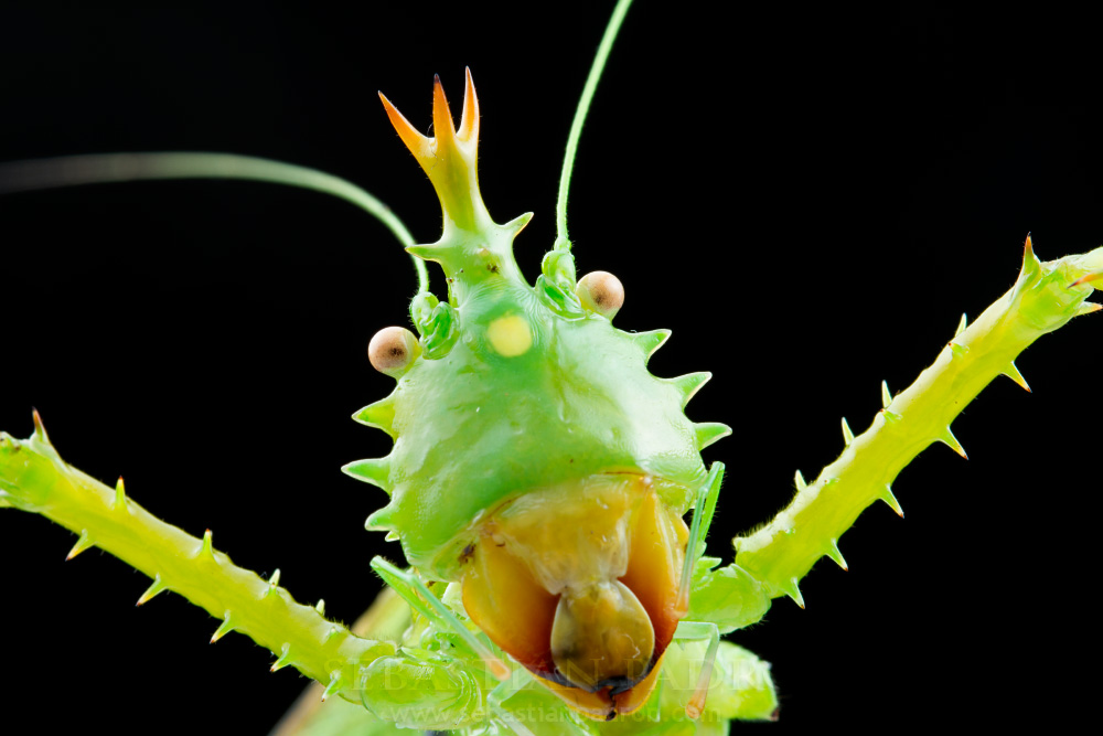 Otros insectos | sebastianpadron