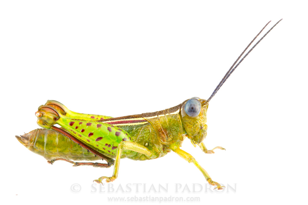 Otros insectos | sebastianpadron