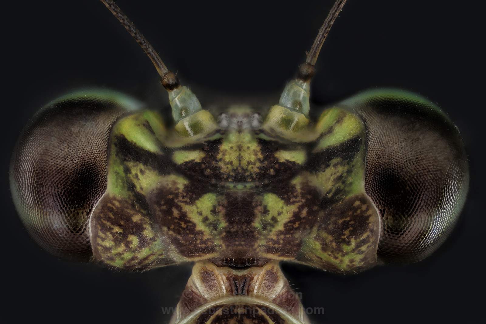 Otros insectos | sebastianpadron