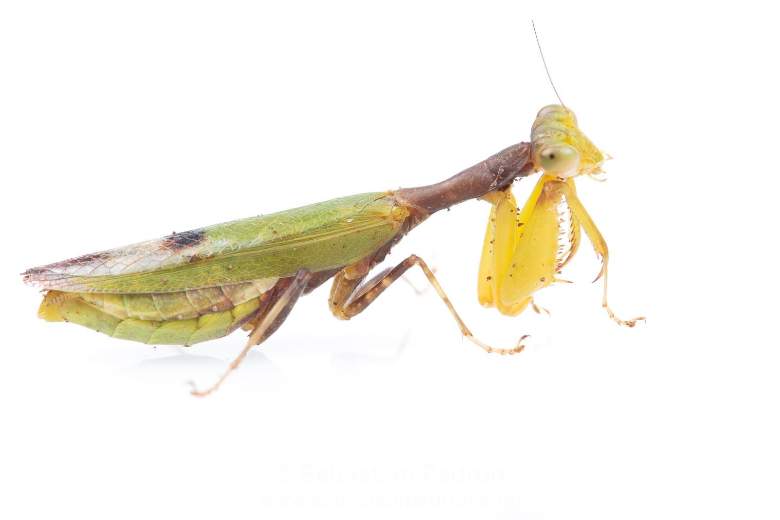 Otros insectos | sebastianpadron